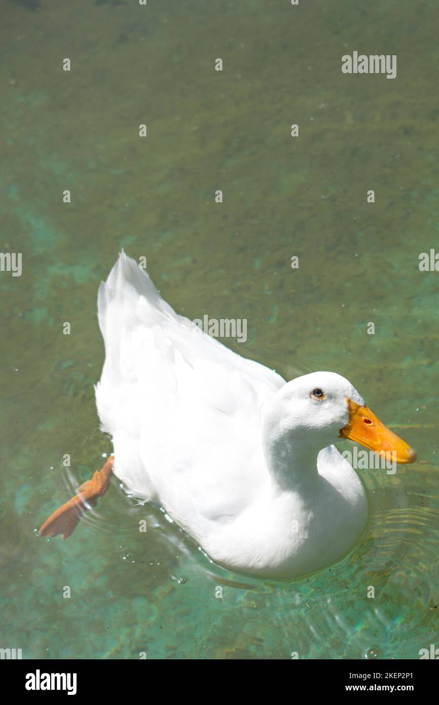 Lonely bird hi-res stock photography and images - Alamy