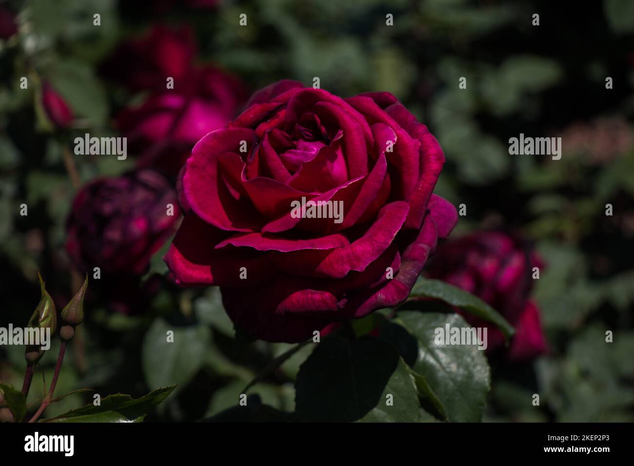 Beautiful colorful Rose Flower on garden background Stock Photo - Alamy