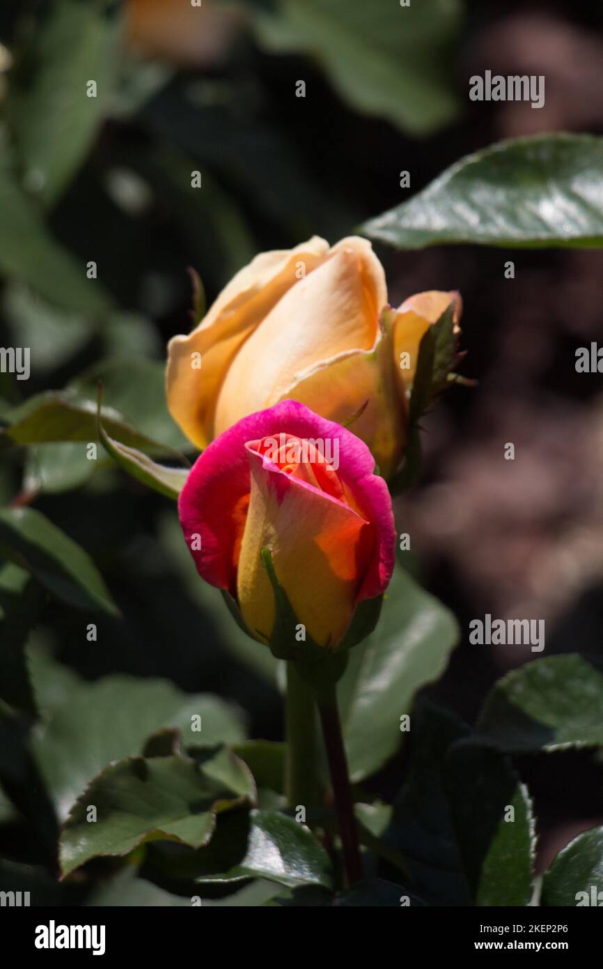 Beautiful colorful Rose Flower on garden background Stock Photo - Alamy