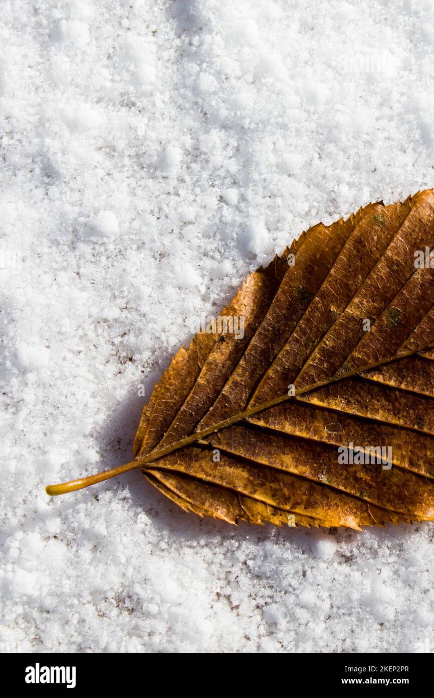 Beautiful dry autumn leaf on a white snowy background Stock Photo - Alamy