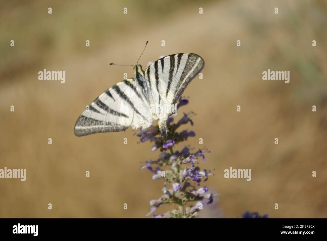 Beautiful butterfly land colorful on flower in nature Stock Photo - Alamy