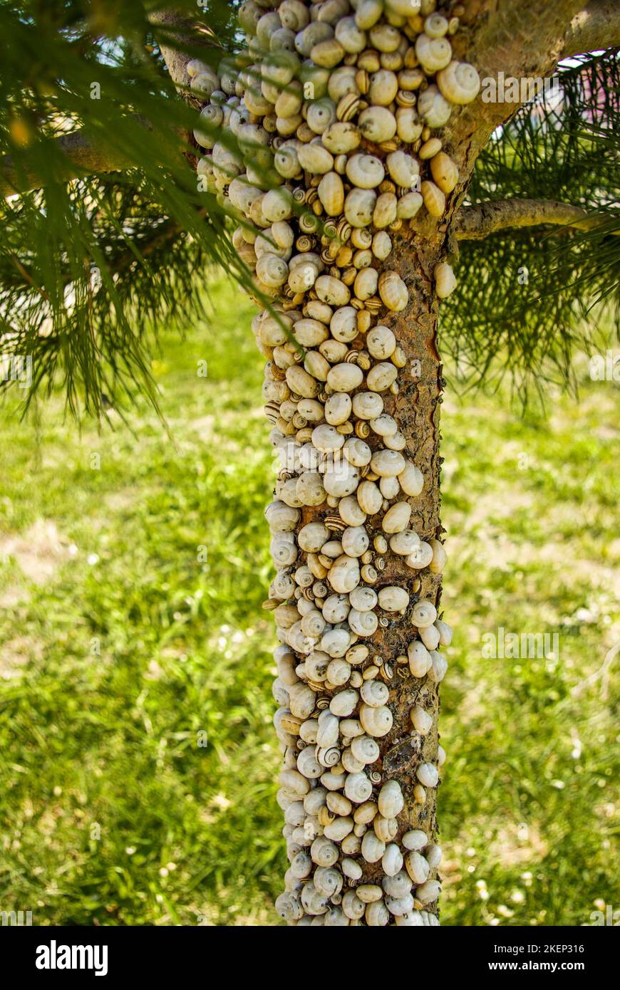 Pine tree full of little snails in nature Stock Photo - Alamy