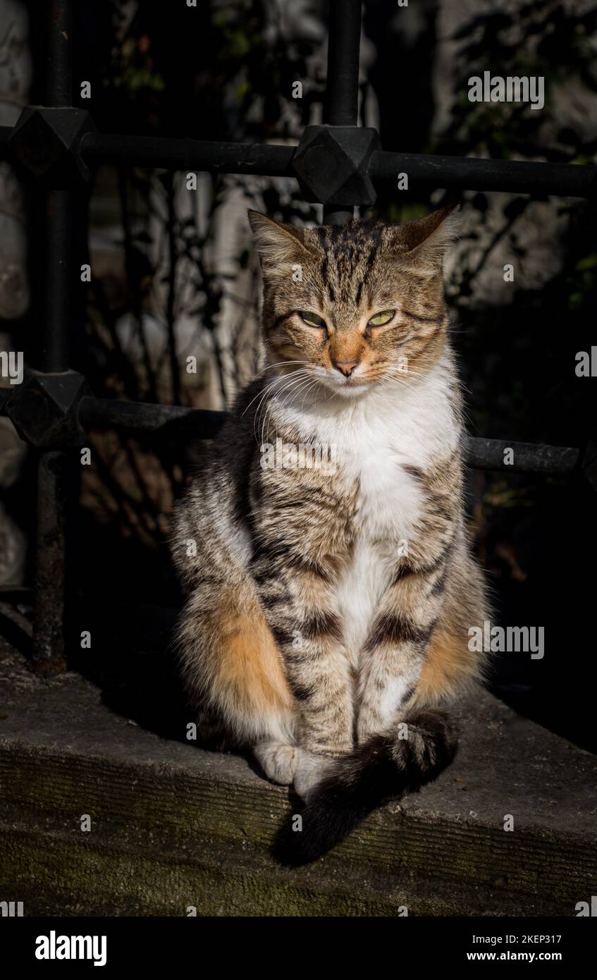 Another portrait of the homeless street cat Stock Photo - Alamy