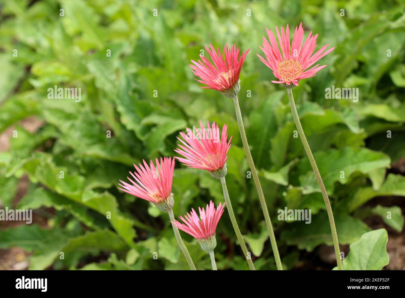 Beautiful fresh flowers in nature background Stock Photo - Alamy