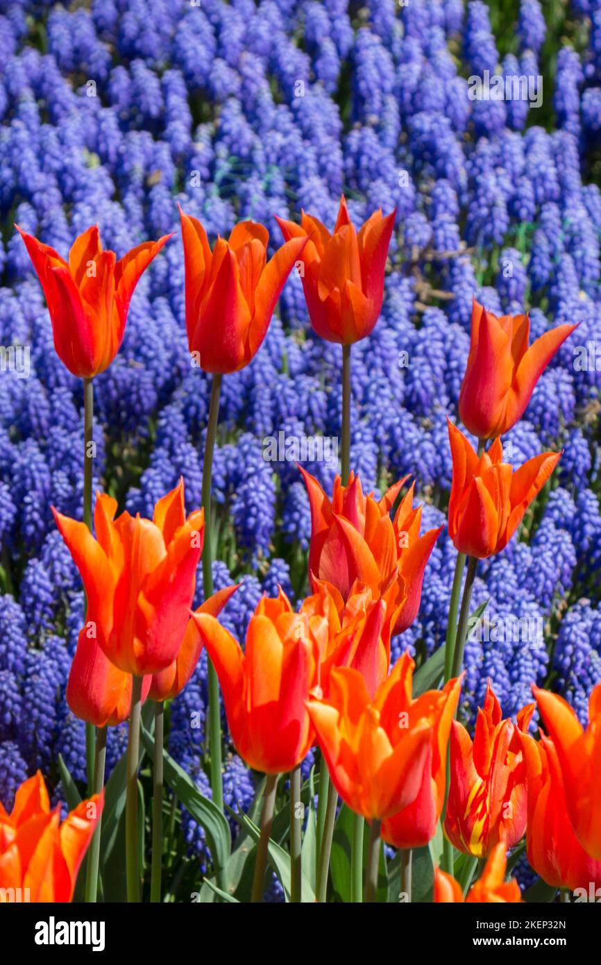 Colorful tulip flowers bloom in the spring garden Stock Photo - Alamy