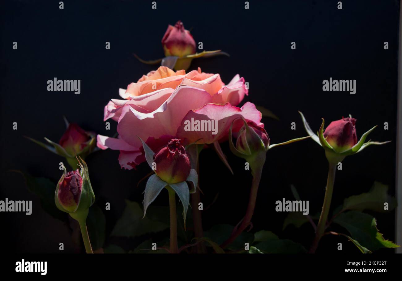 Beautiful roses with a black background Stock Photo - Alamy