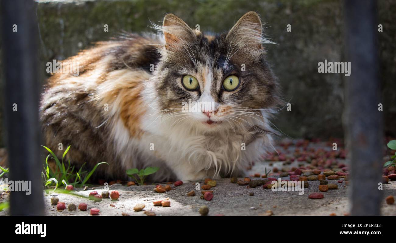 Stray cat seen in the street of the city Stock Photo - Alamy