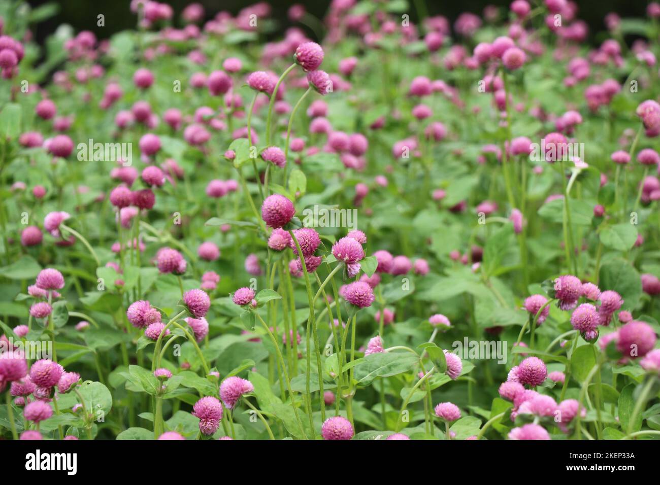 Flower bed as a background with many beautiful colorful flowers Stock ...