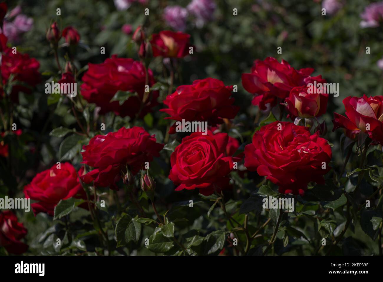 Blooming beautiful colorful roses in the garden background Stock Photo ...