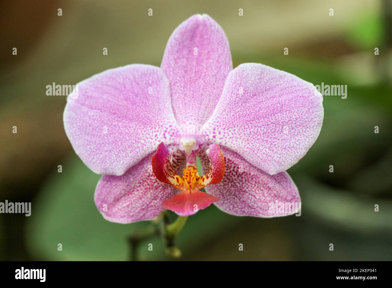 Beautiful fresh flowers in nature background Stock Photo - Alamy