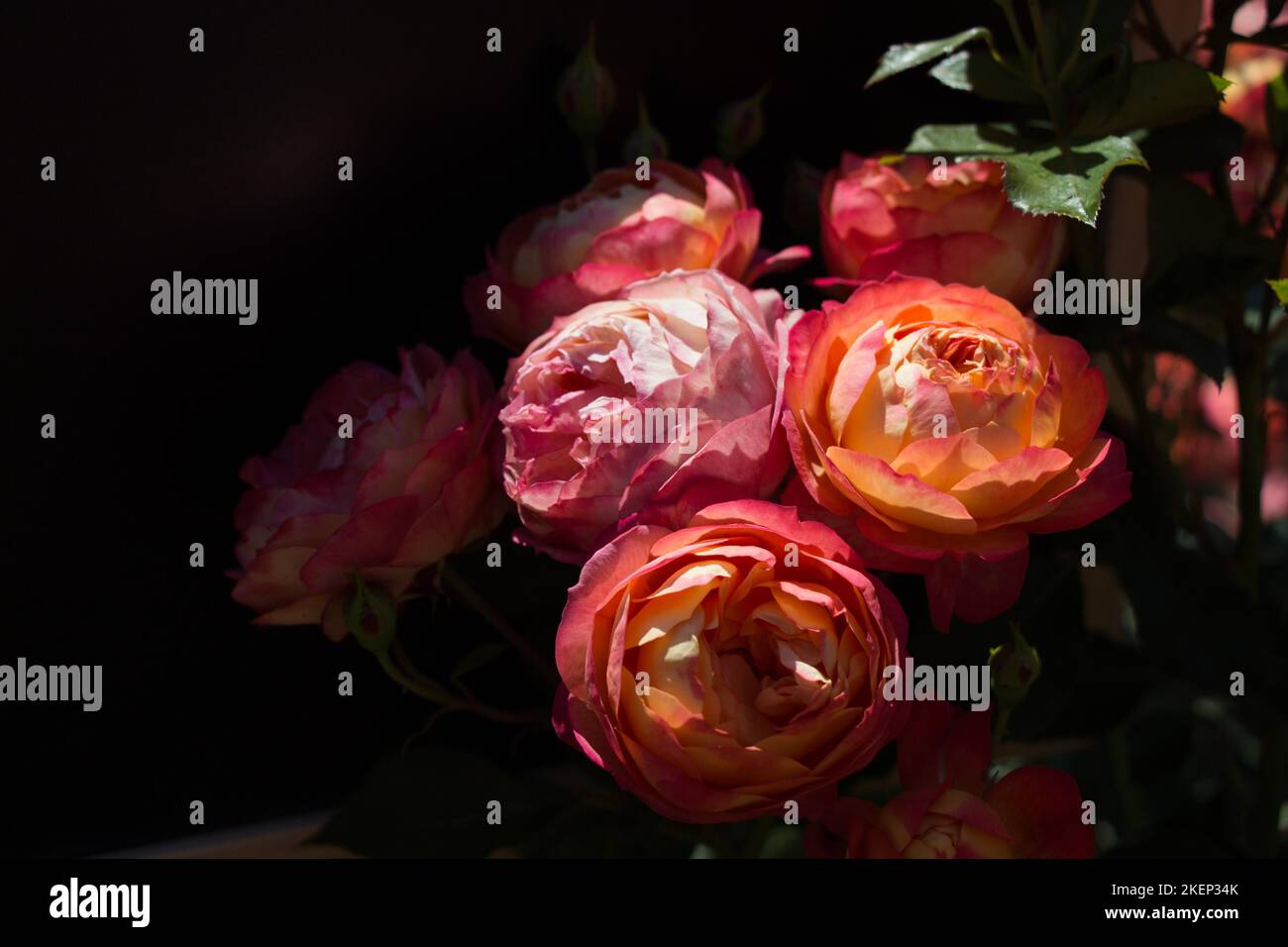 Beautiful rose with a black background Stock Photo - Alamy