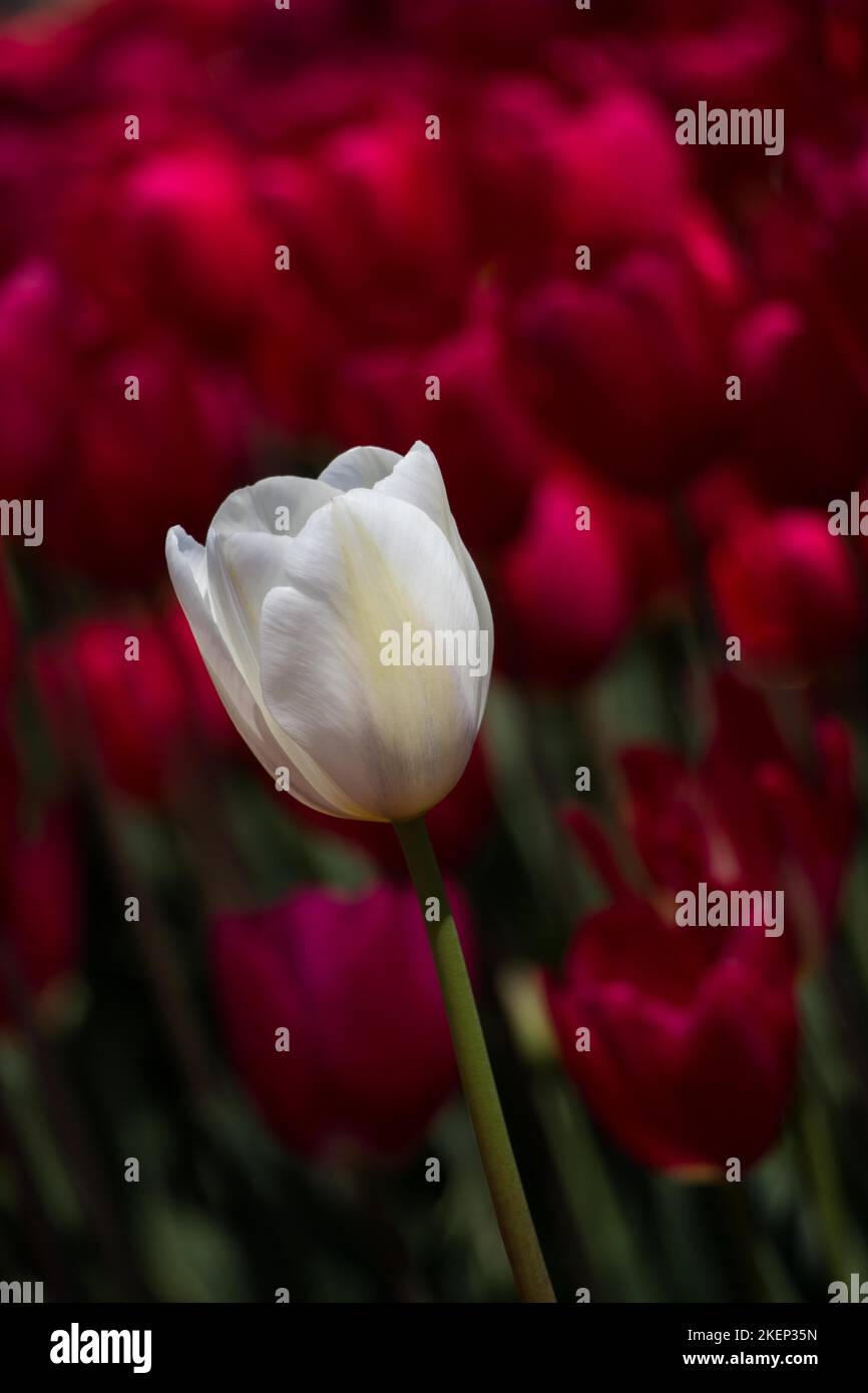 Single Tulip Flower Blooming in Spring Season Stock Photo - Alamy