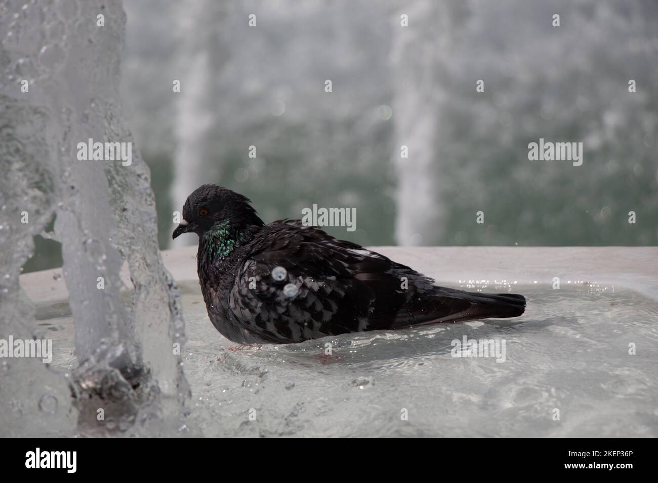 City pigeon by the side of water at a fountain Stock Photo - Alamy