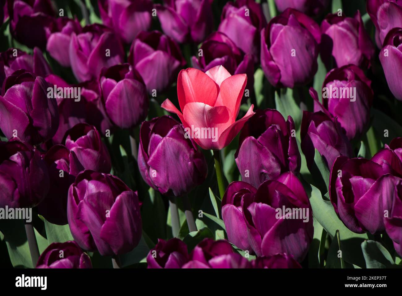 Tulip Flowers Blooming in Spring Season Stock Photo - Alamy