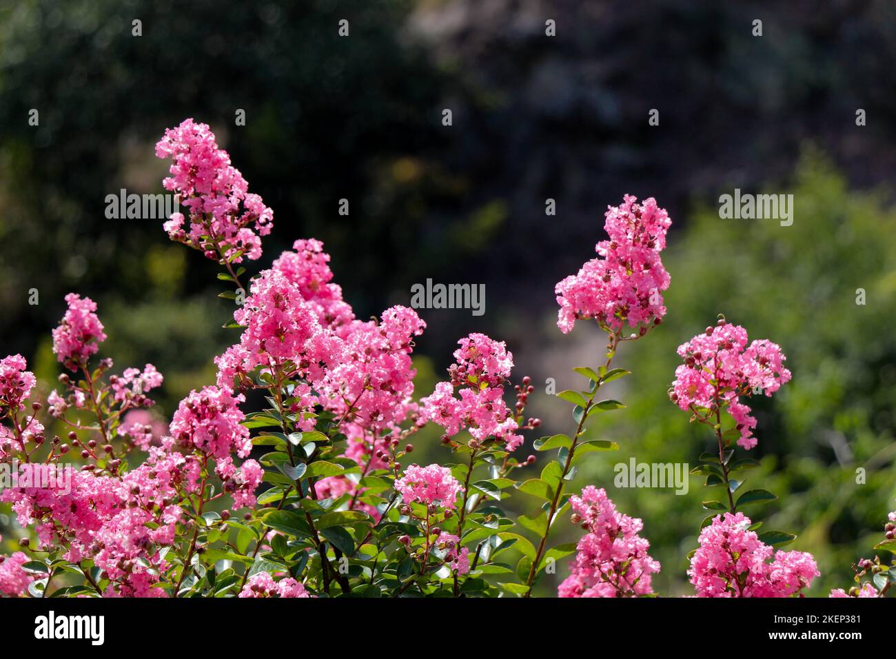 Beautiful fresh flowers in nature background Stock Photo - Alamy