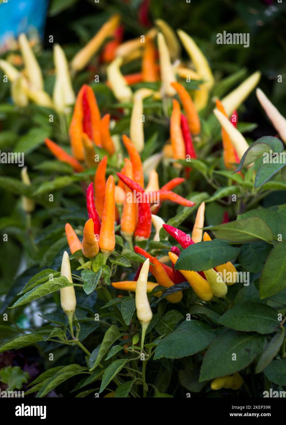 Pepper plant hi-res stock photography and images - Alamy
