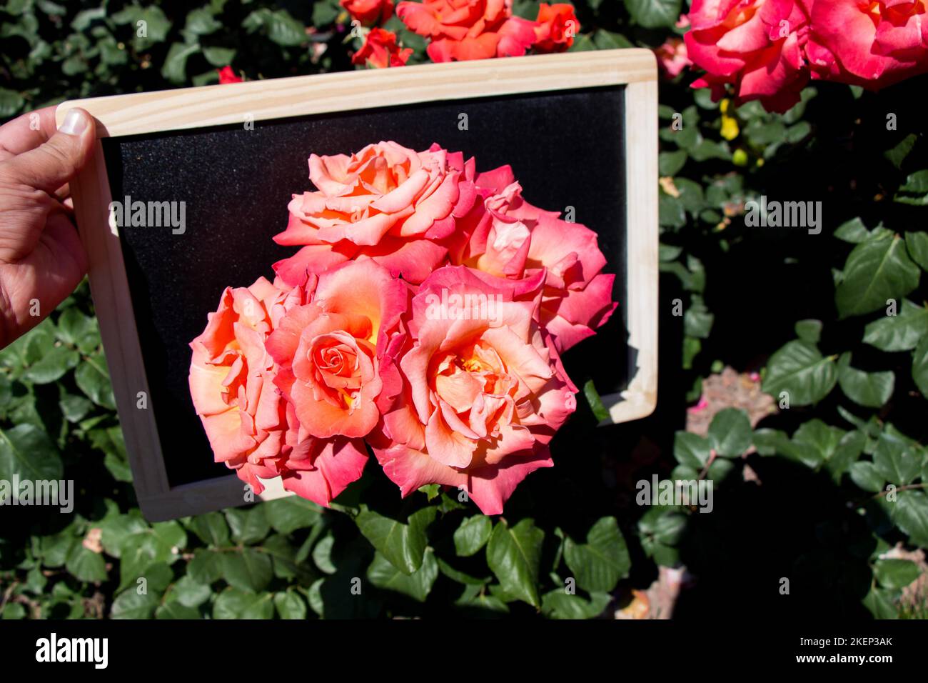 Beautiful colorful Rose Flower on plain background Stock Photo - Alamy
