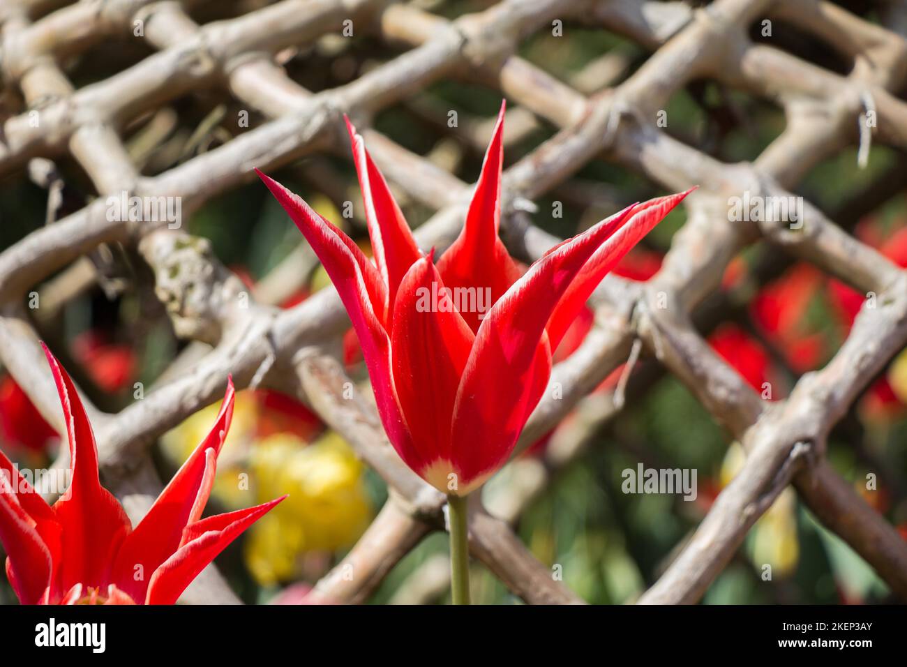 Single Tulip Flower Blooming in Spring Season Stock Photo - Alamy