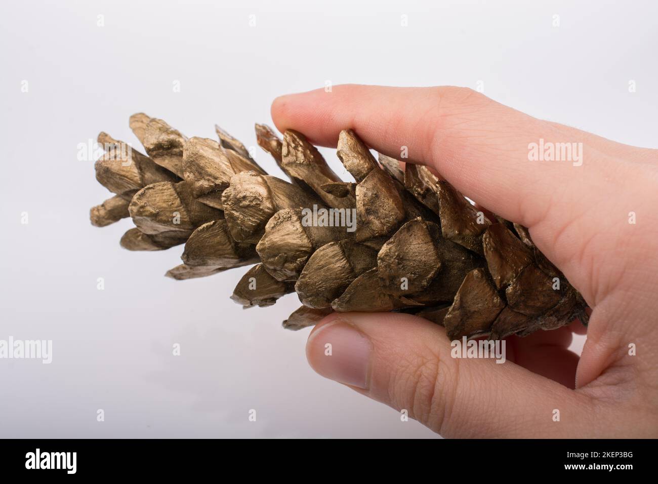 Pine cone in hand on a white background Stock Photo - Alamy