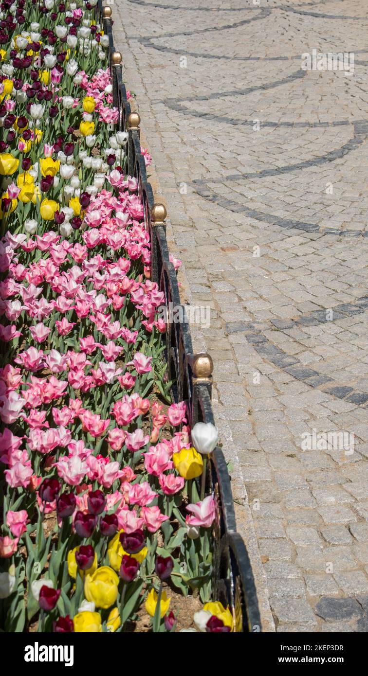 Beautiful tulips flower for postcard beauty concept design Stock Photo ...