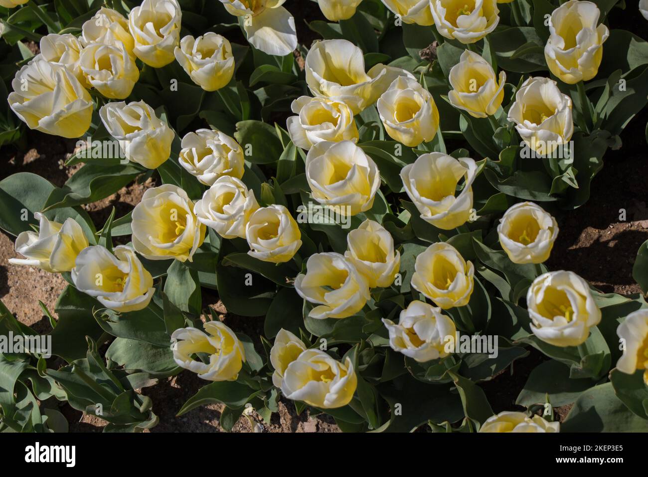 White color Tulips Bloom in Spring in garden Stock Photo - Alamy