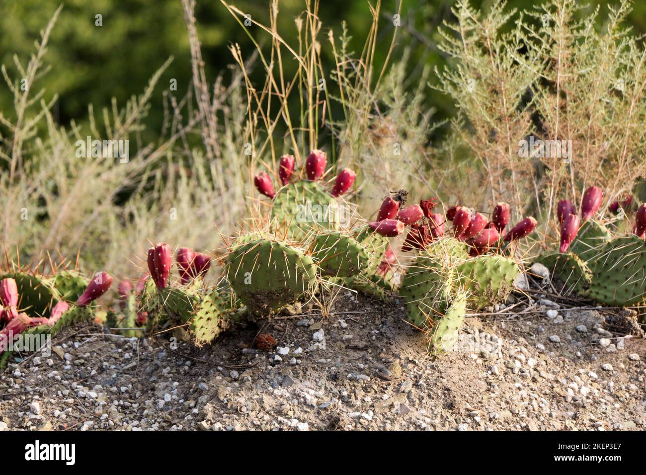 Beautiful fresh flowers in nature background Stock Photo - Alamy