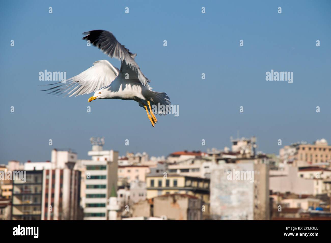 Seagull flying in sky over the sea in Istanbul in the urban environment ...
