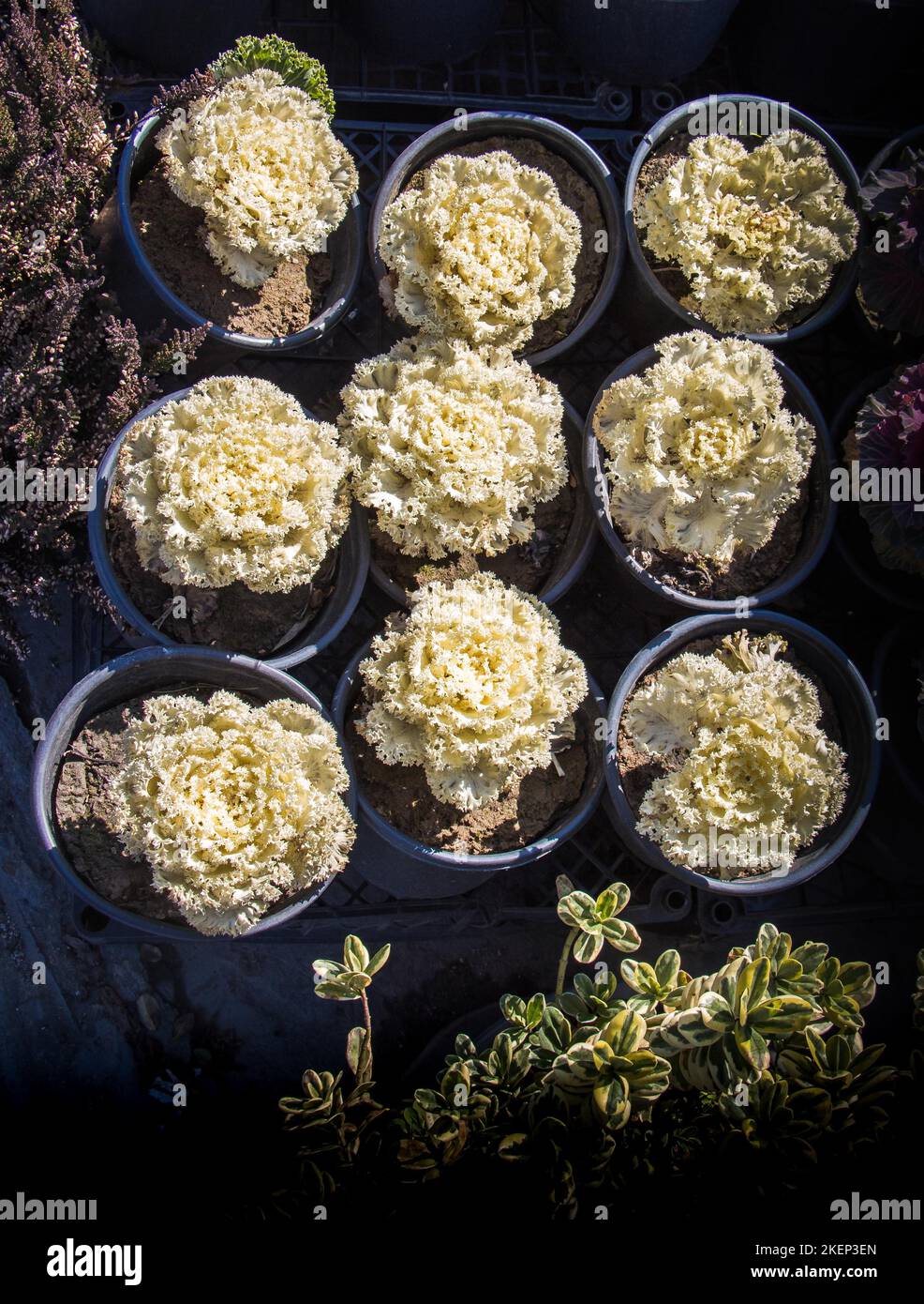 Beautiful fresh flowers as a nature background Stock Photo - Alamy