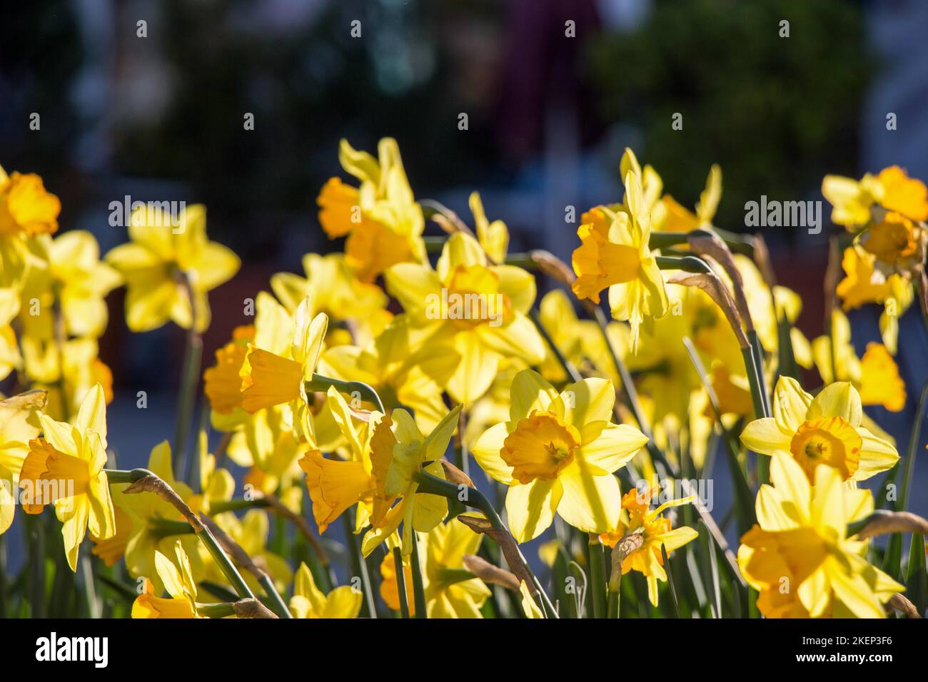 Beautiful fresh flowers as a background Stock Photo - Alamy