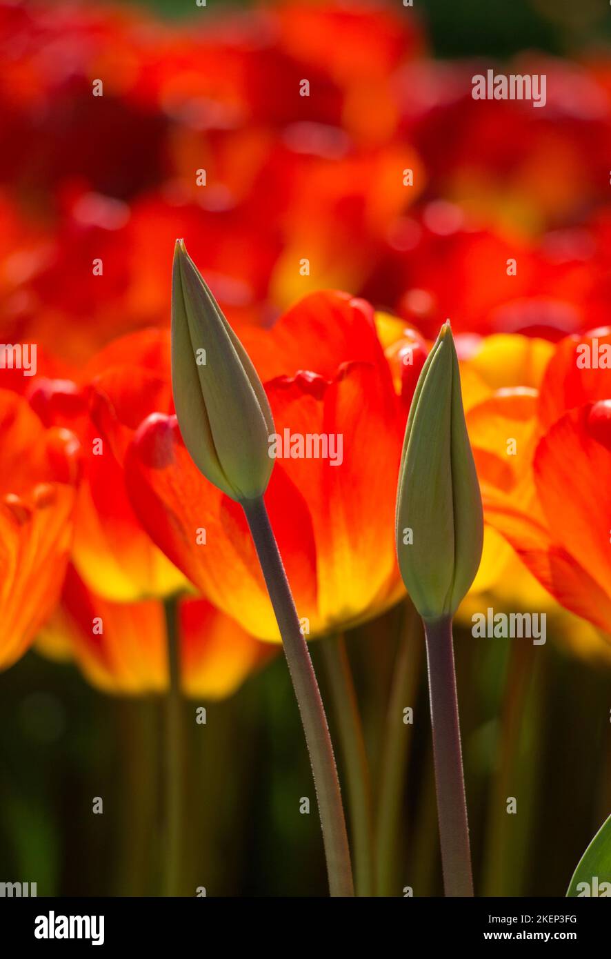 Tulip Flowers Blooming in Spring Season Stock Photo - Alamy