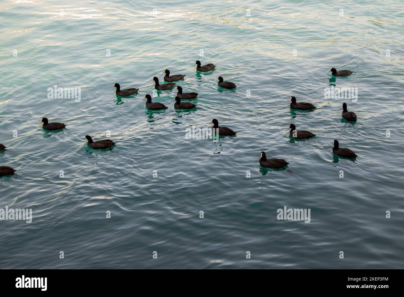 Flock of birds on water with water surface background Stock Photo - Alamy