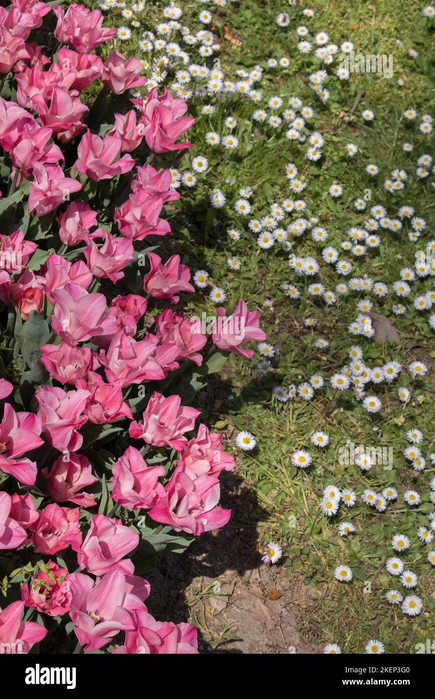 Pink color tulip flowers bloom in the garden Stock Photo - Alamy