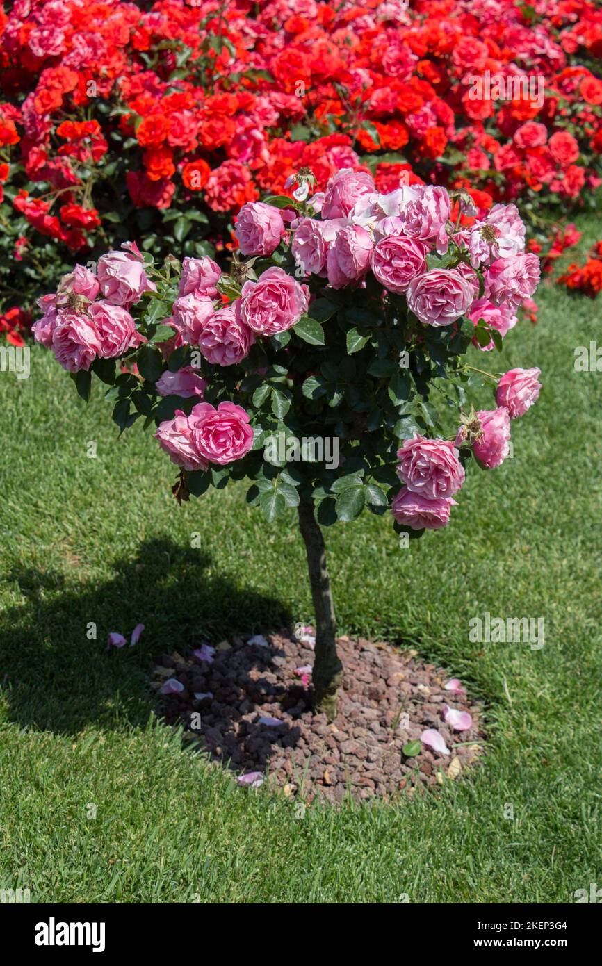 Rose tree with pink roses in a rose garden Stock Photo - Alamy