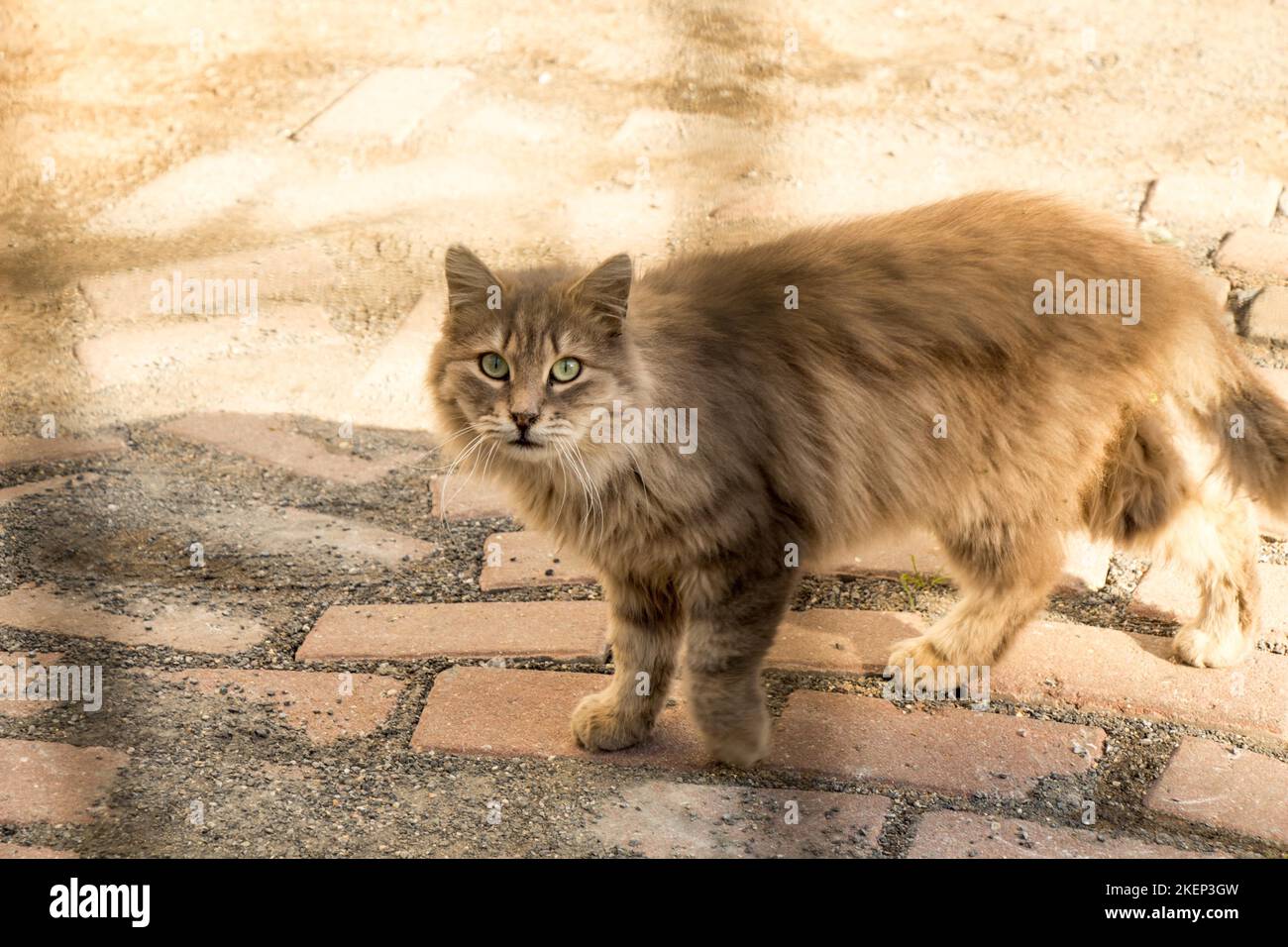 Another portrait of the homeless street cat Stock Photo - Alamy