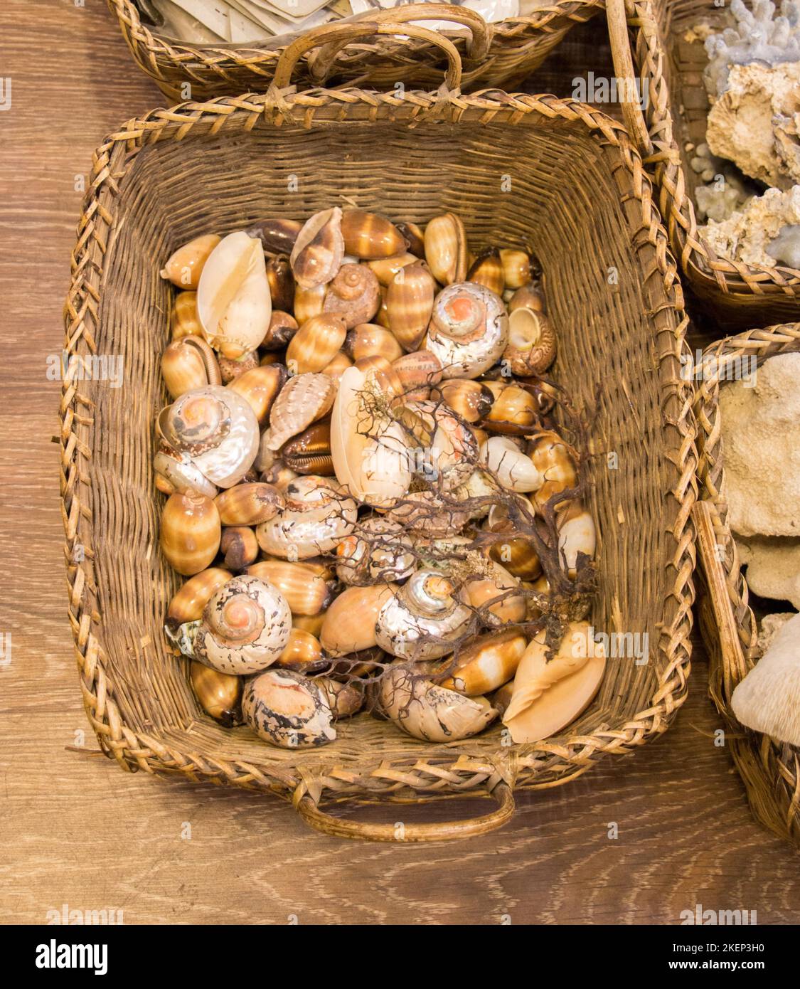 Same type of sea shells collected for decorative purposes Stock Photo ...