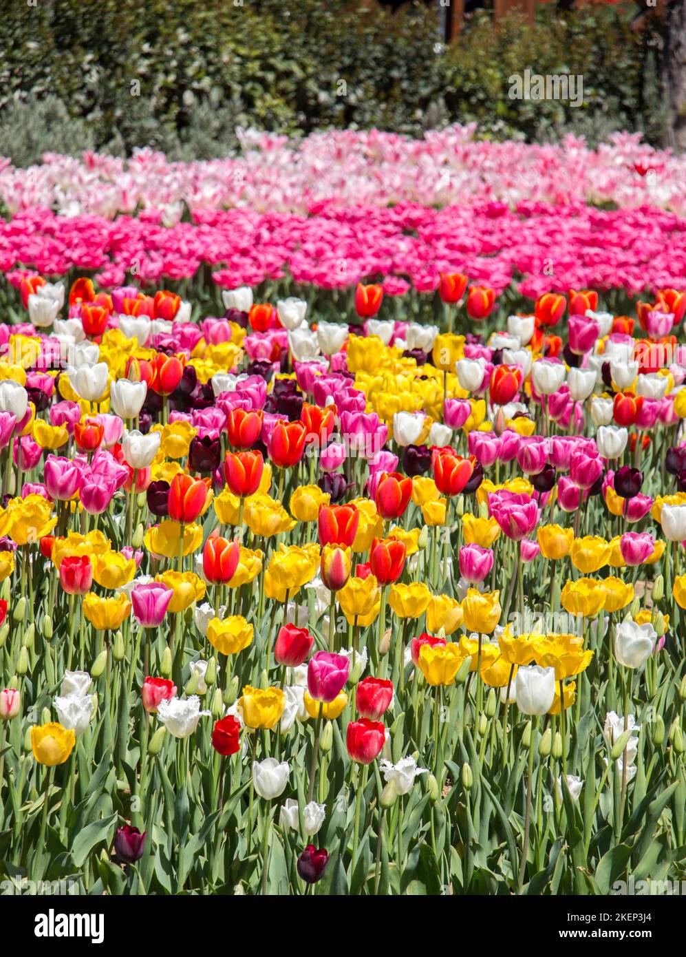 Various color tulip flowers bloom in spring the garden Stock Photo - Alamy