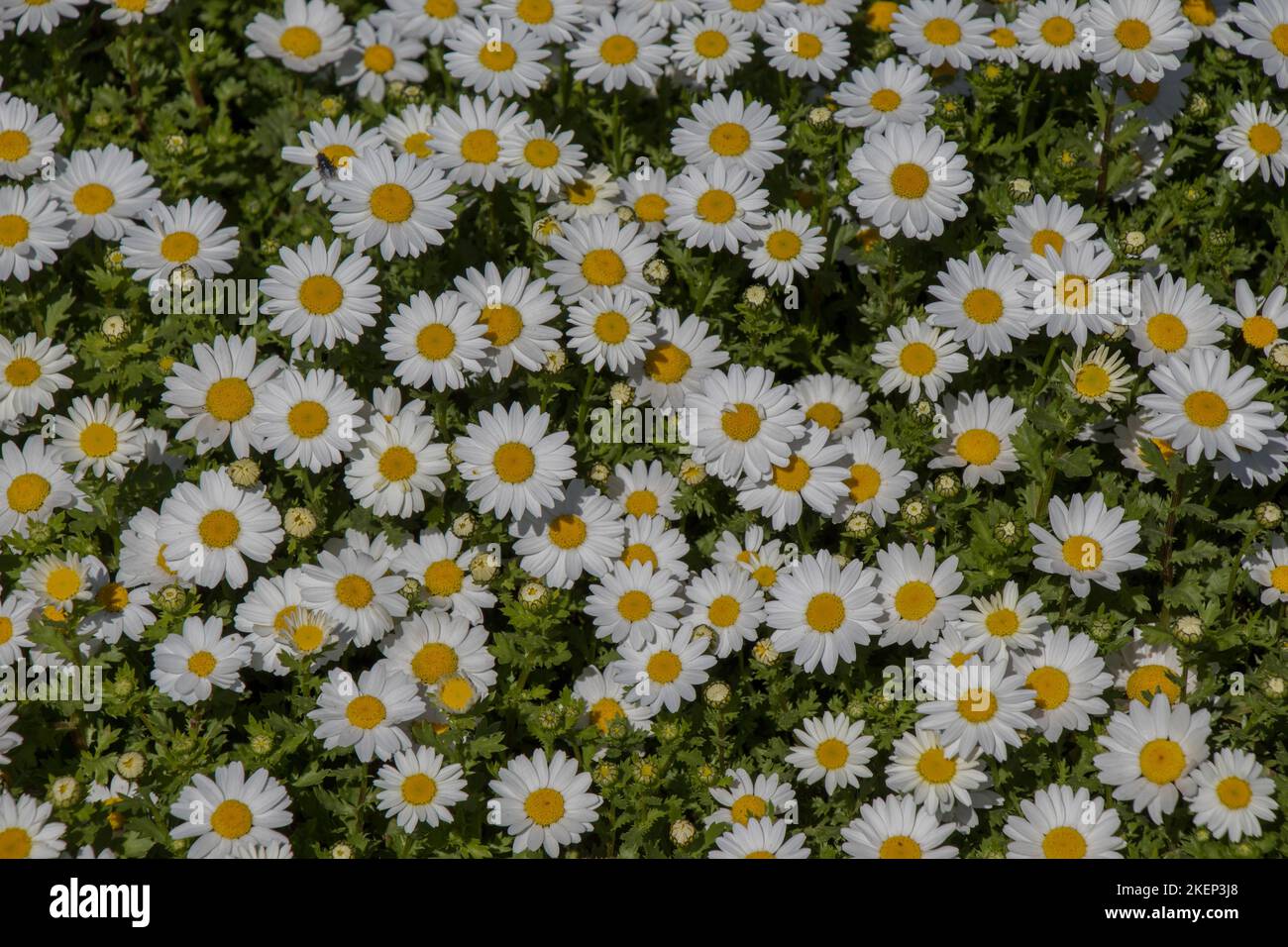 Beautiful daisy flowers as a background Stock Photo - Alamy