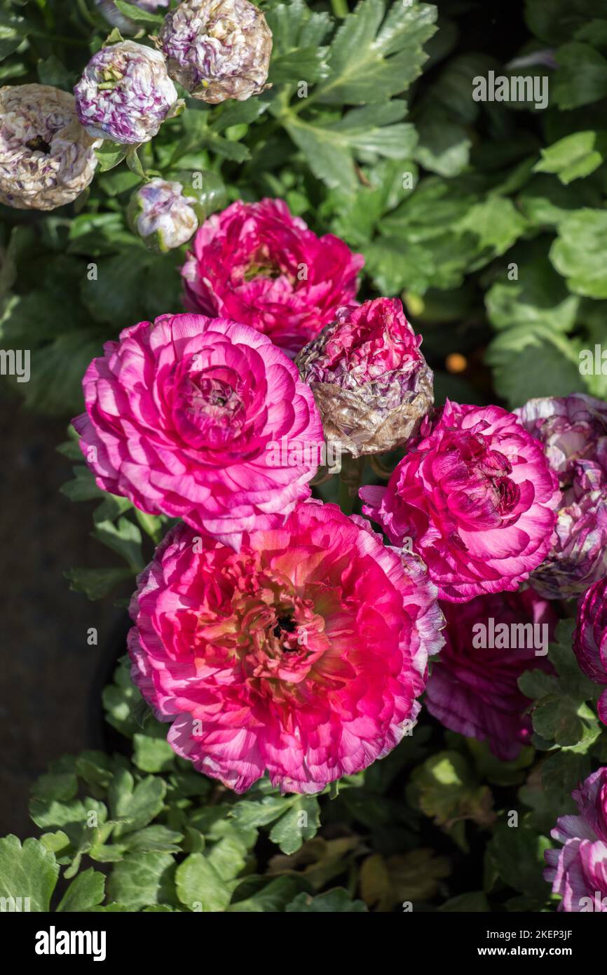 Colorful blooming wild spring flowers Stock Photo - Alamy