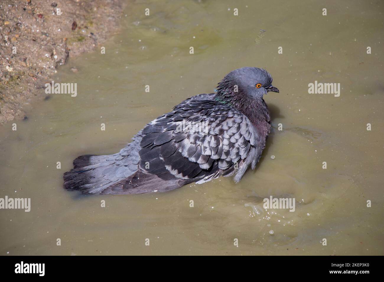 City pigeons bath in the muddy water Stock Photo - Alamy
