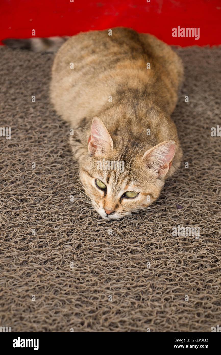 Stray cat seen in the street of the city Stock Photo - Alamy