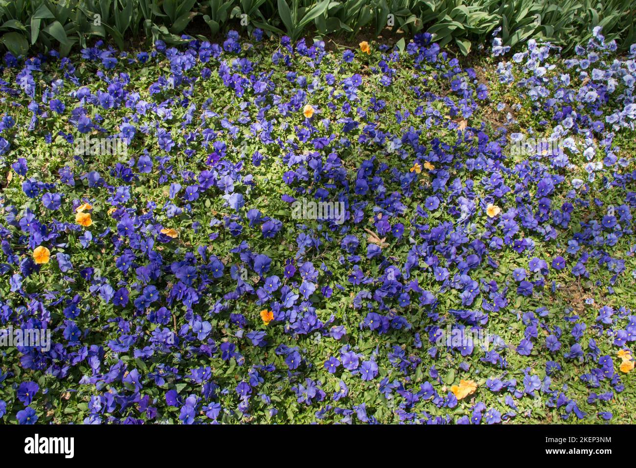 Blooming flowers make a floral background texture Stock Photo - Alamy