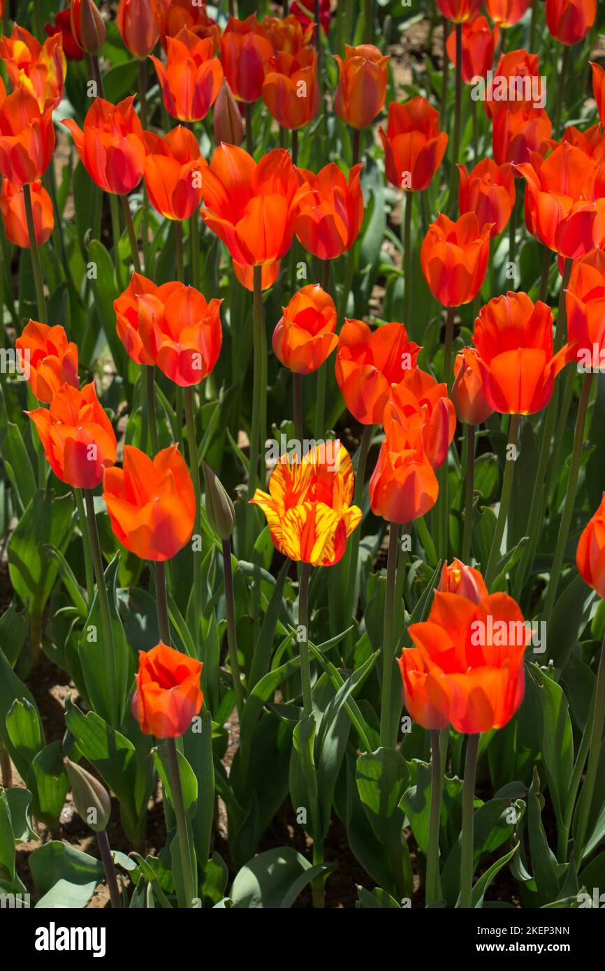 Red color Tulips Bloom in Spring in garden Stock Photo - Alamy