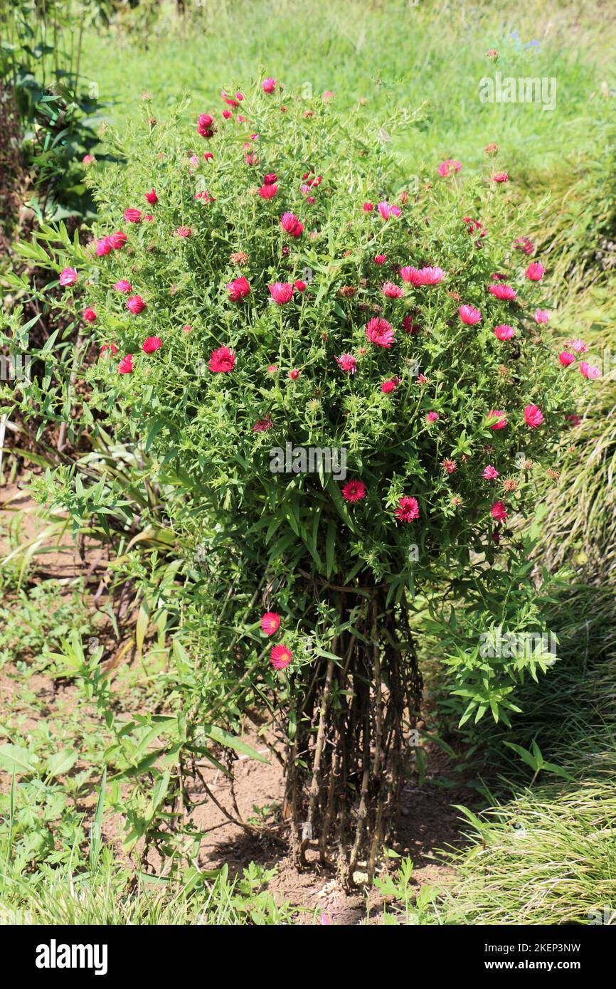 Beautiful fresh flowers in nature background Stock Photo - Alamy