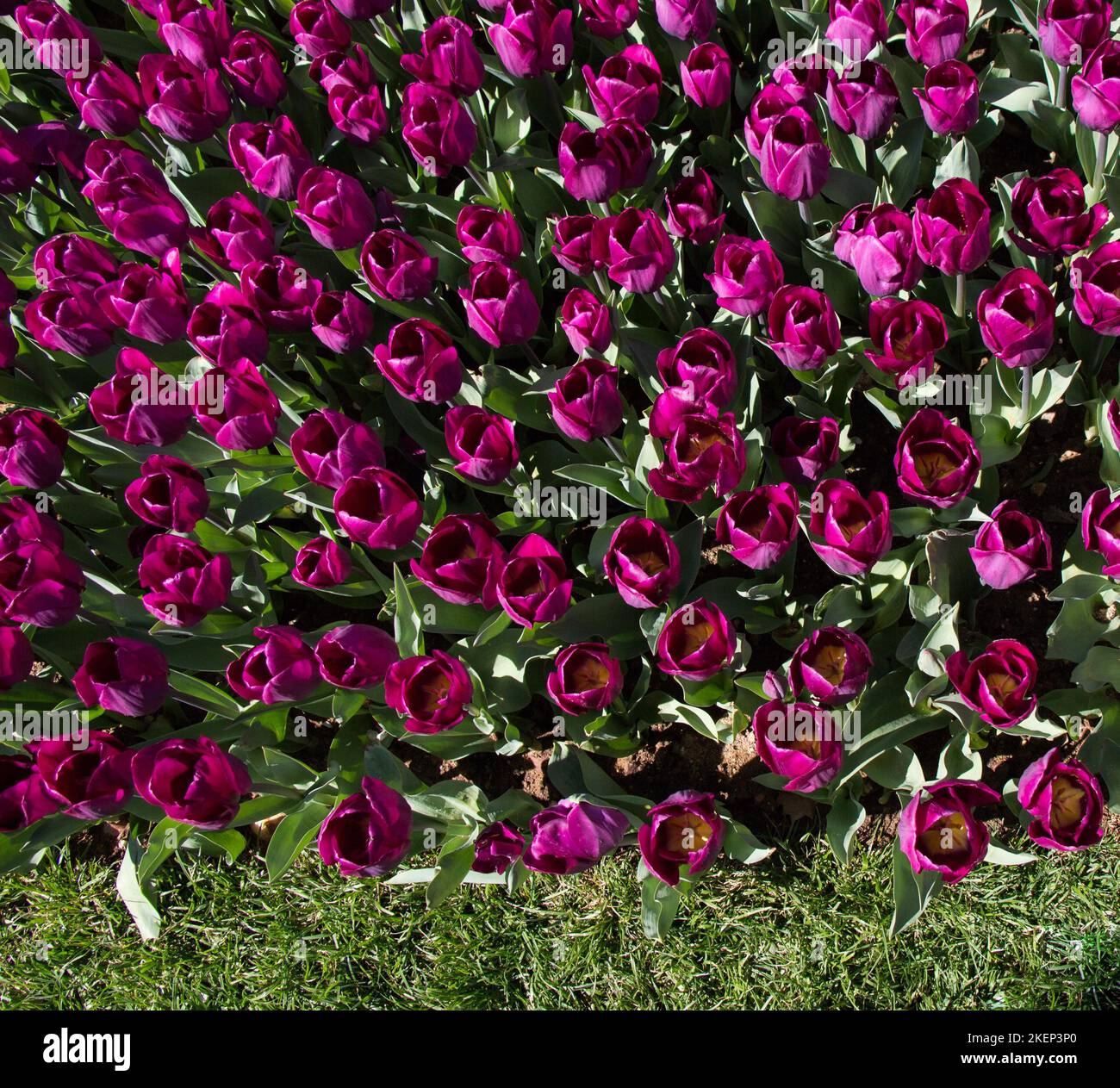 Colorful tulip flowers as a background Stock Photo - Alamy