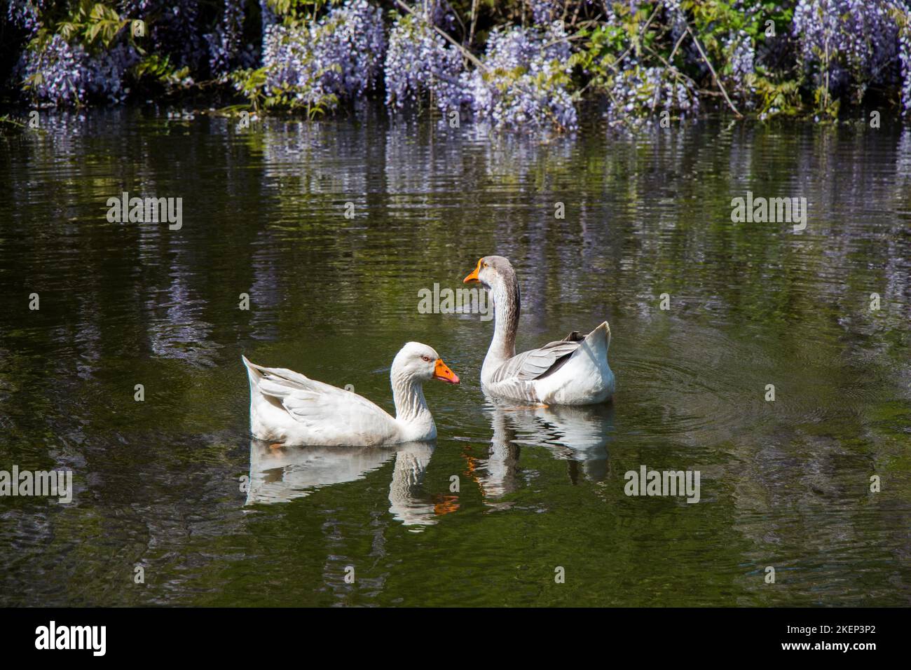 Lonely swans live in the natural environment Stock Photo - Alamy