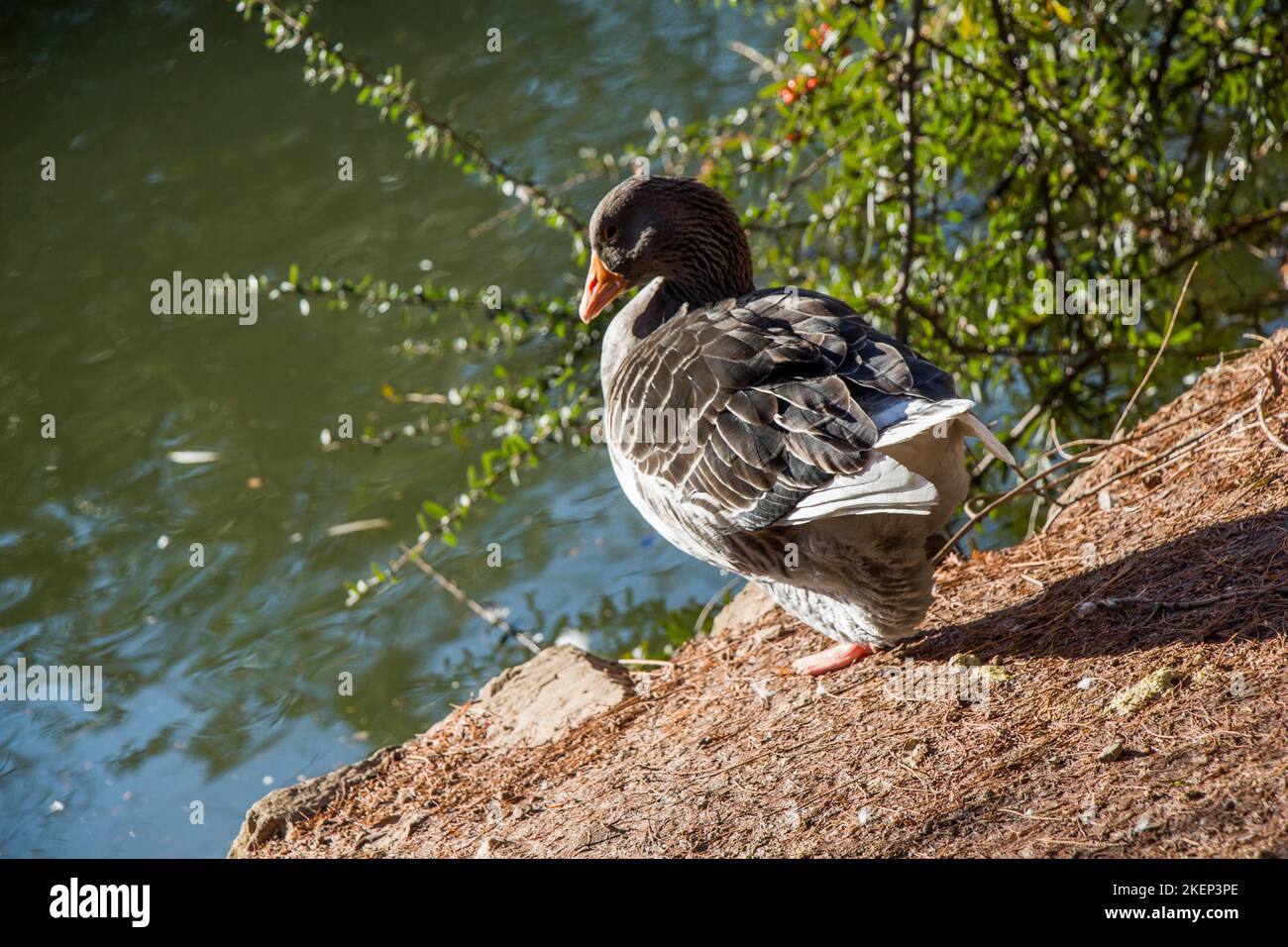 Alone duck bird hi-res stock photography and images - Alamy