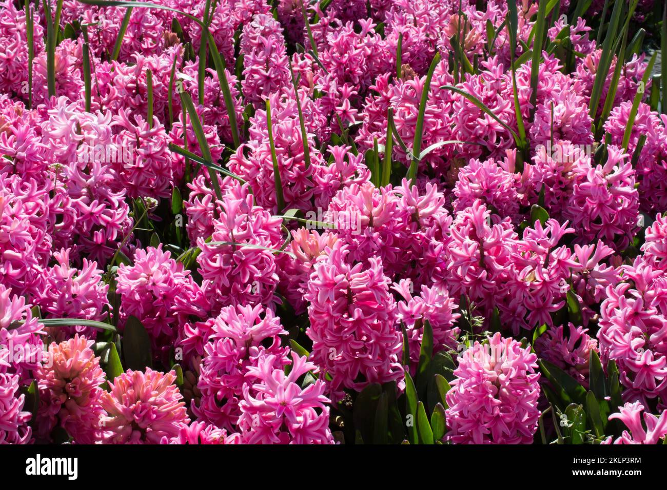 Beautiful and colorful wild flowers in nature in the spring time Stock ...