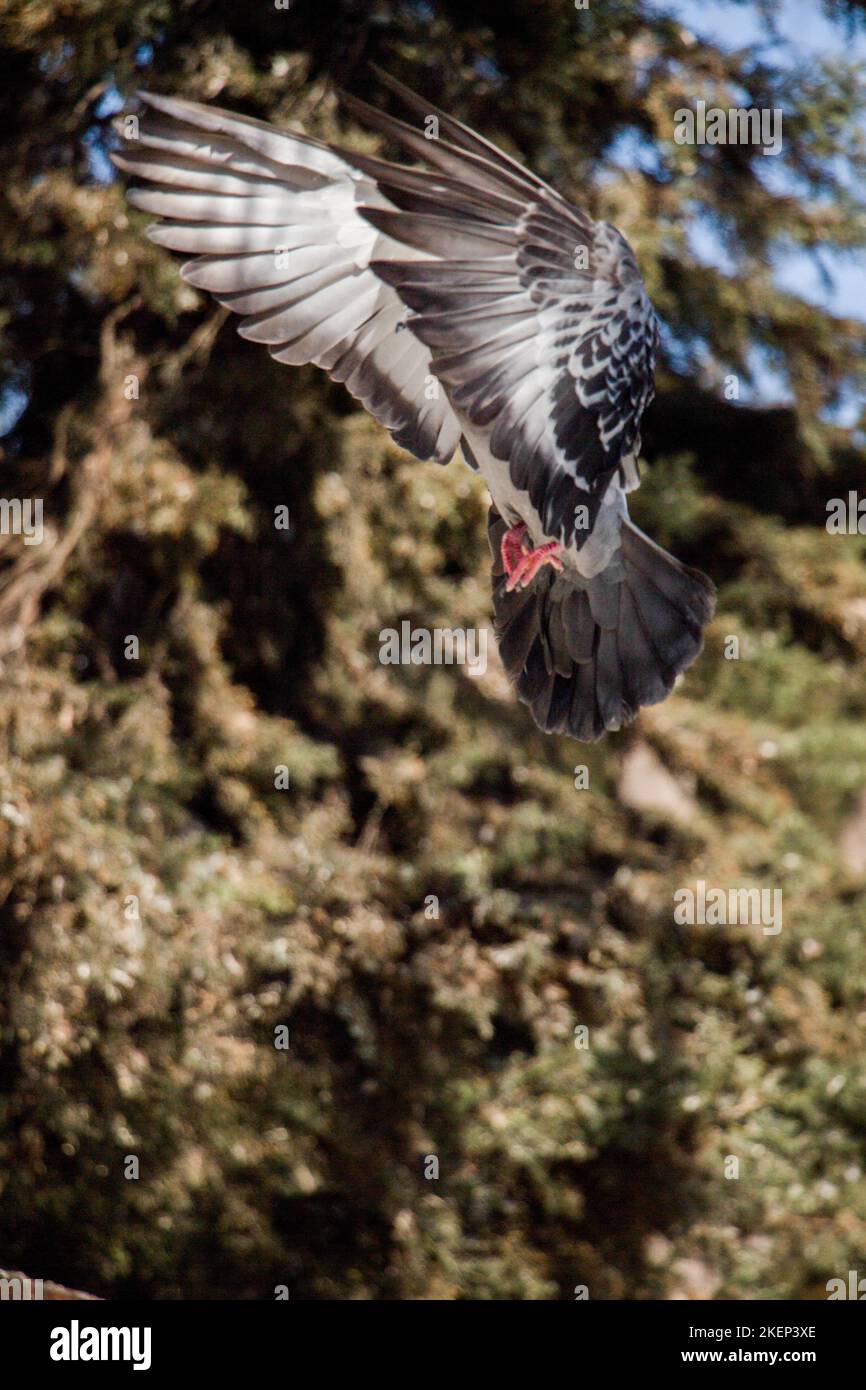 Single pigeon in the air with wings wide open Stock Photo - Alamy