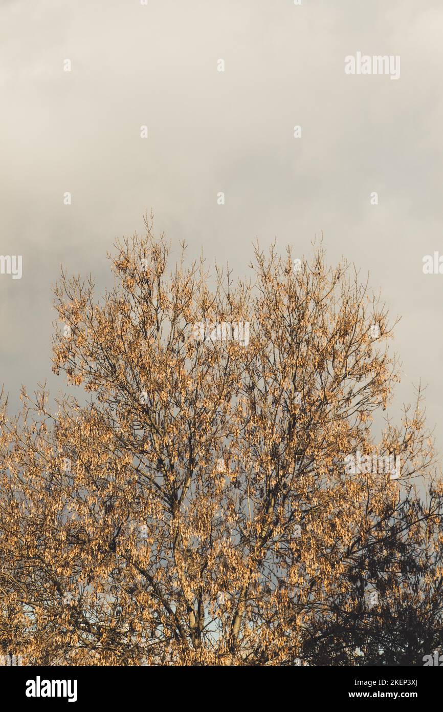 Texture background of autumn season with some of its elements Stock ...