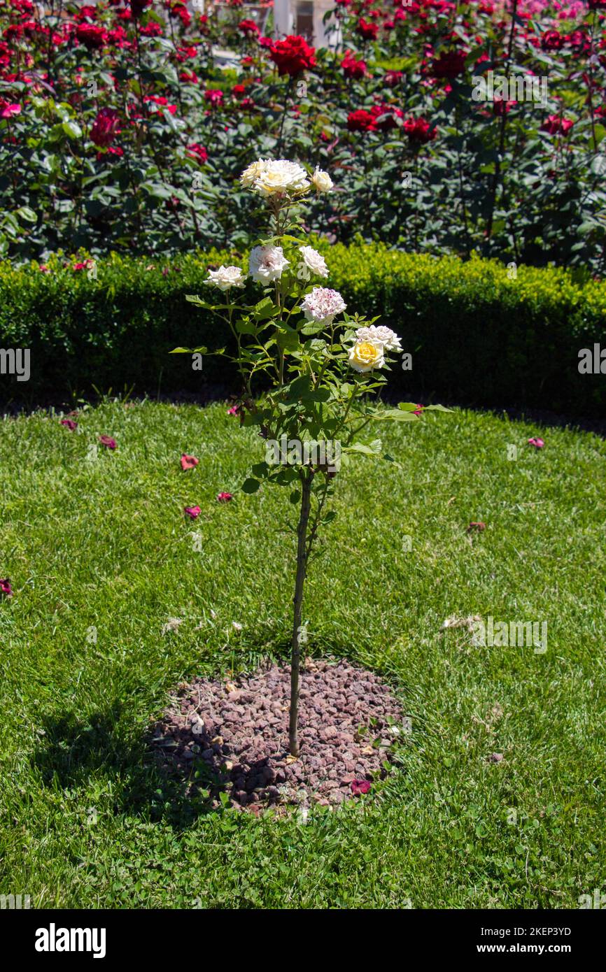 Rose tree with pink roses in a rose garden Stock Photo - Alamy